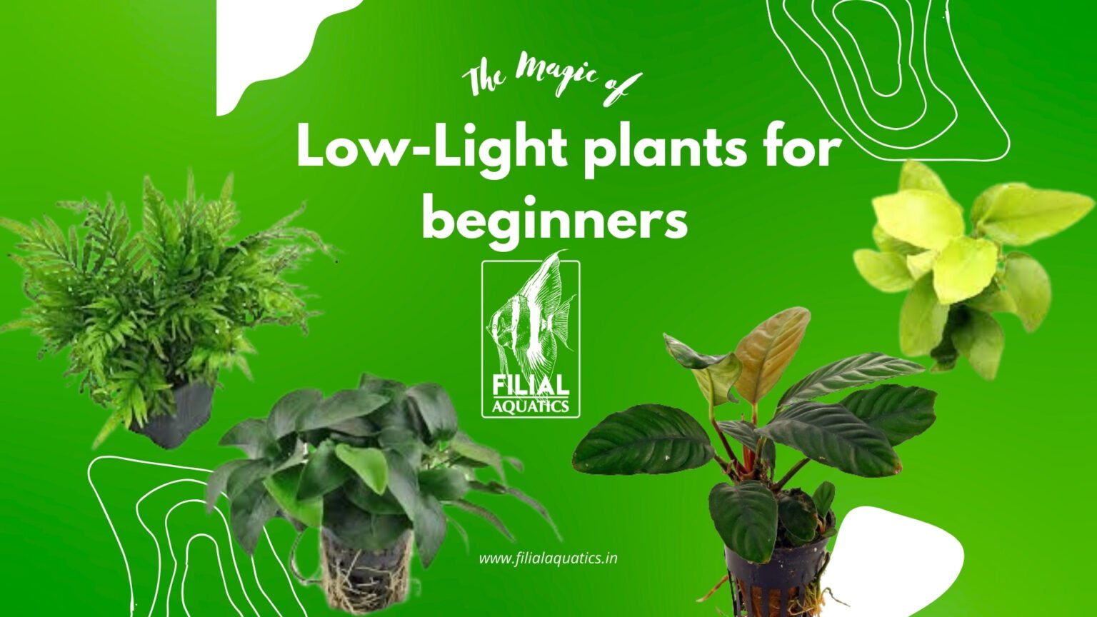 Easy growing Low-Light Plants in the aquarium - Filial Aquatics